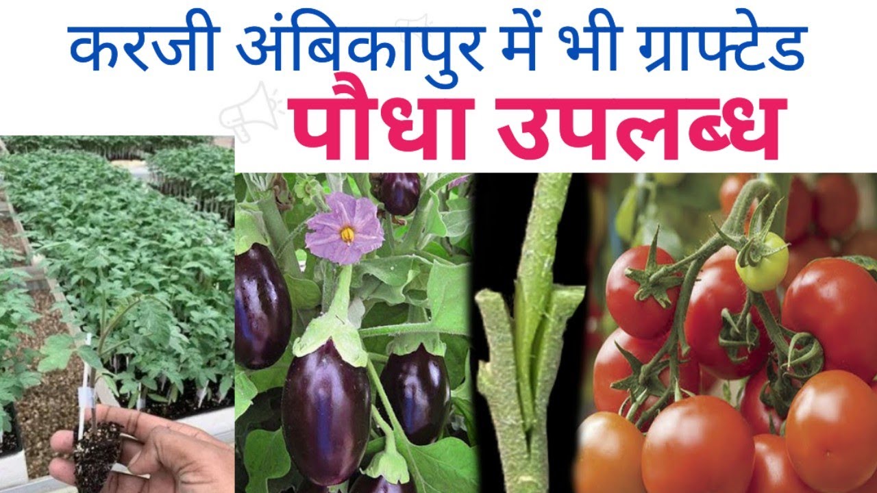 Karji Farm house । ग्राफ्टेड पौधा करजी अंबिकापुर में उपलब्ध । Grafted ...