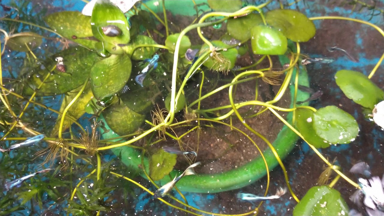 My new pond for my dumbo mosaic guppy - YouTube