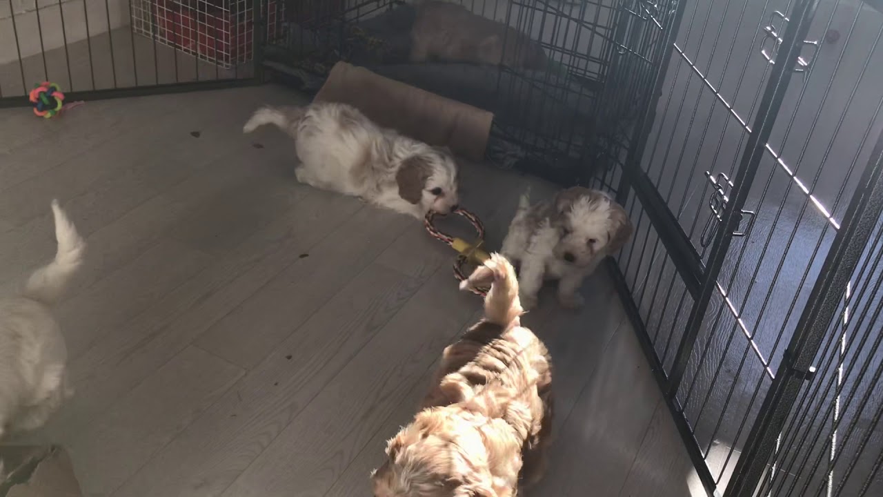 Cavapoo puppies 6 weeks old - YouTube