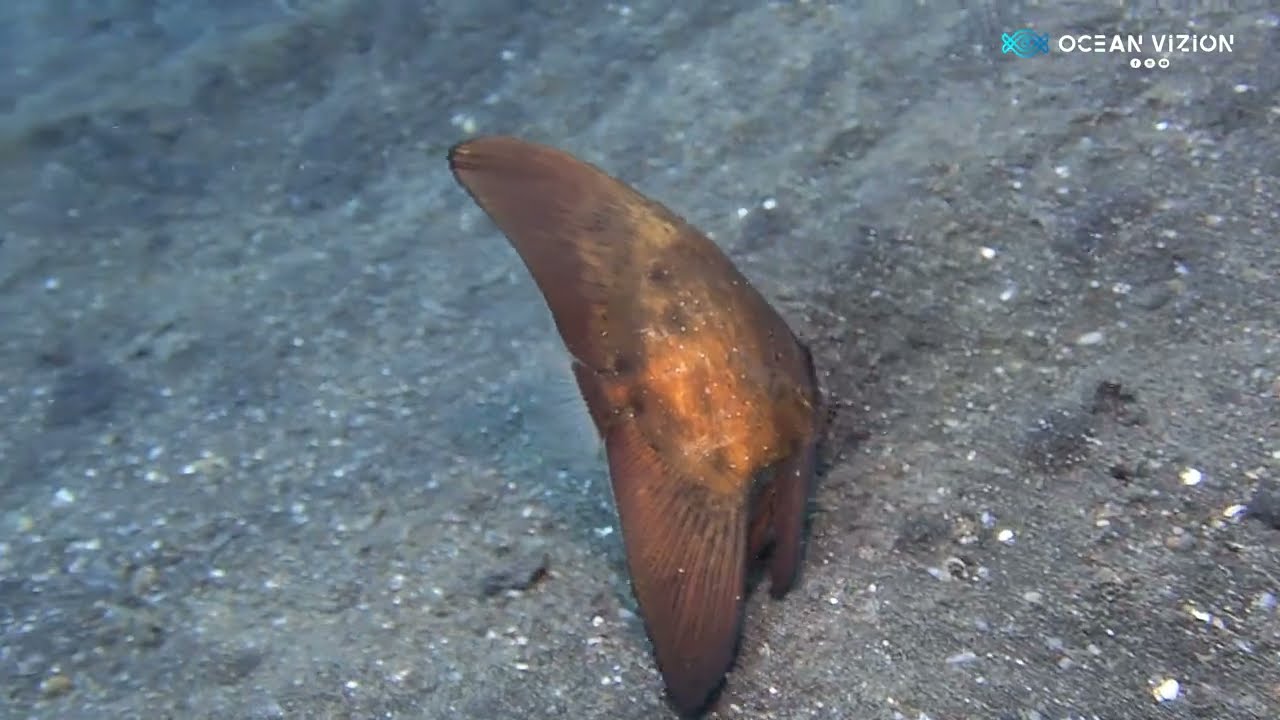 A Fish that looks like a Leaf !! - YouTube