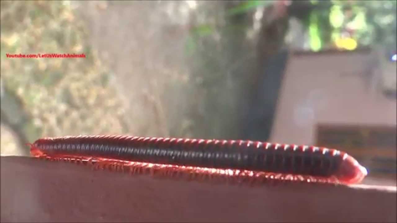 Trigoniulus Corallinus - Rusty Millipede - YouTube
