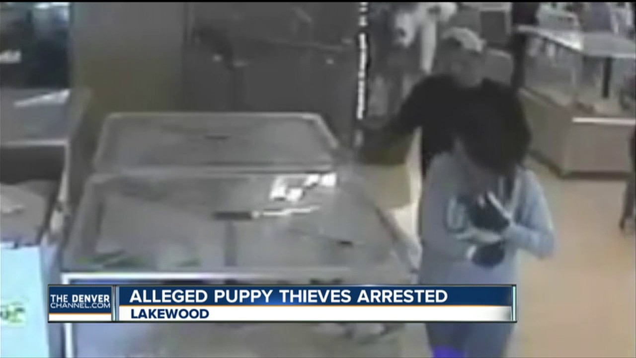 Alleged puppy thieves arrested - YouTube