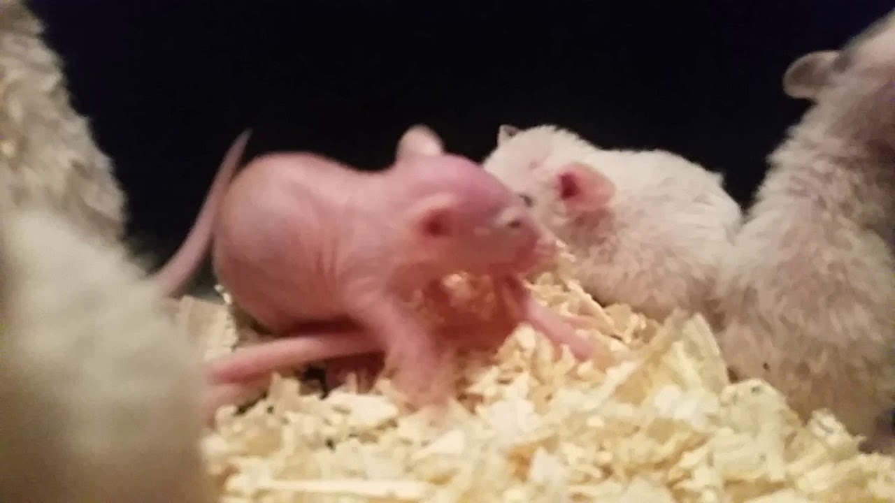 Freaky Rats - YouTube