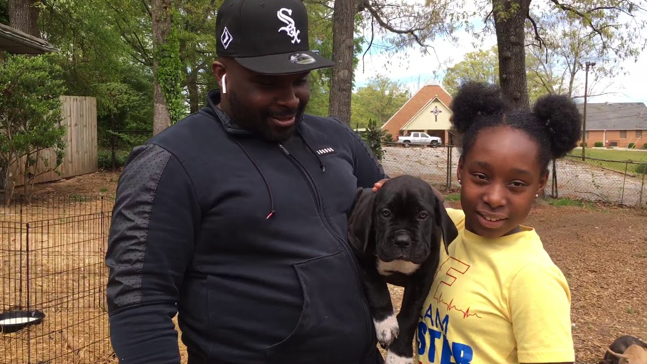 Designer Mastiffs Kennels puppy leaves to their home - YouTube