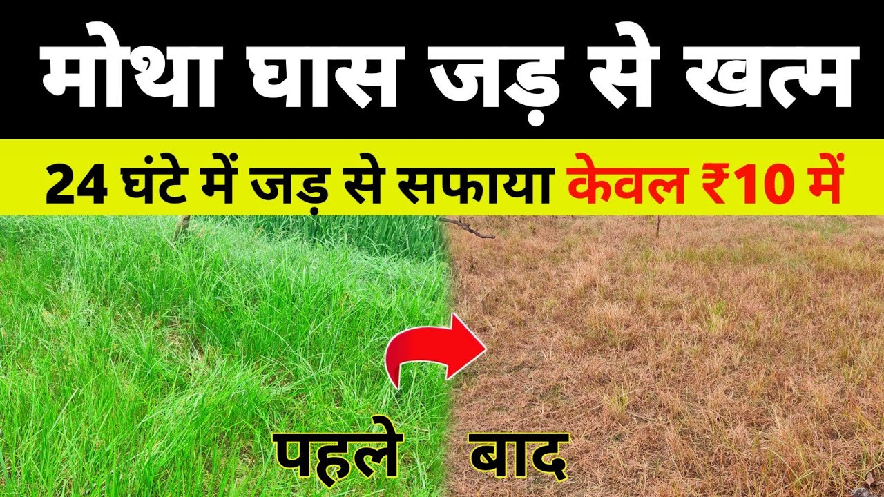 मोथा घास की जड़ से छुट्टी 😱 Motha ghas ki dawa | cyperus rotundus ...