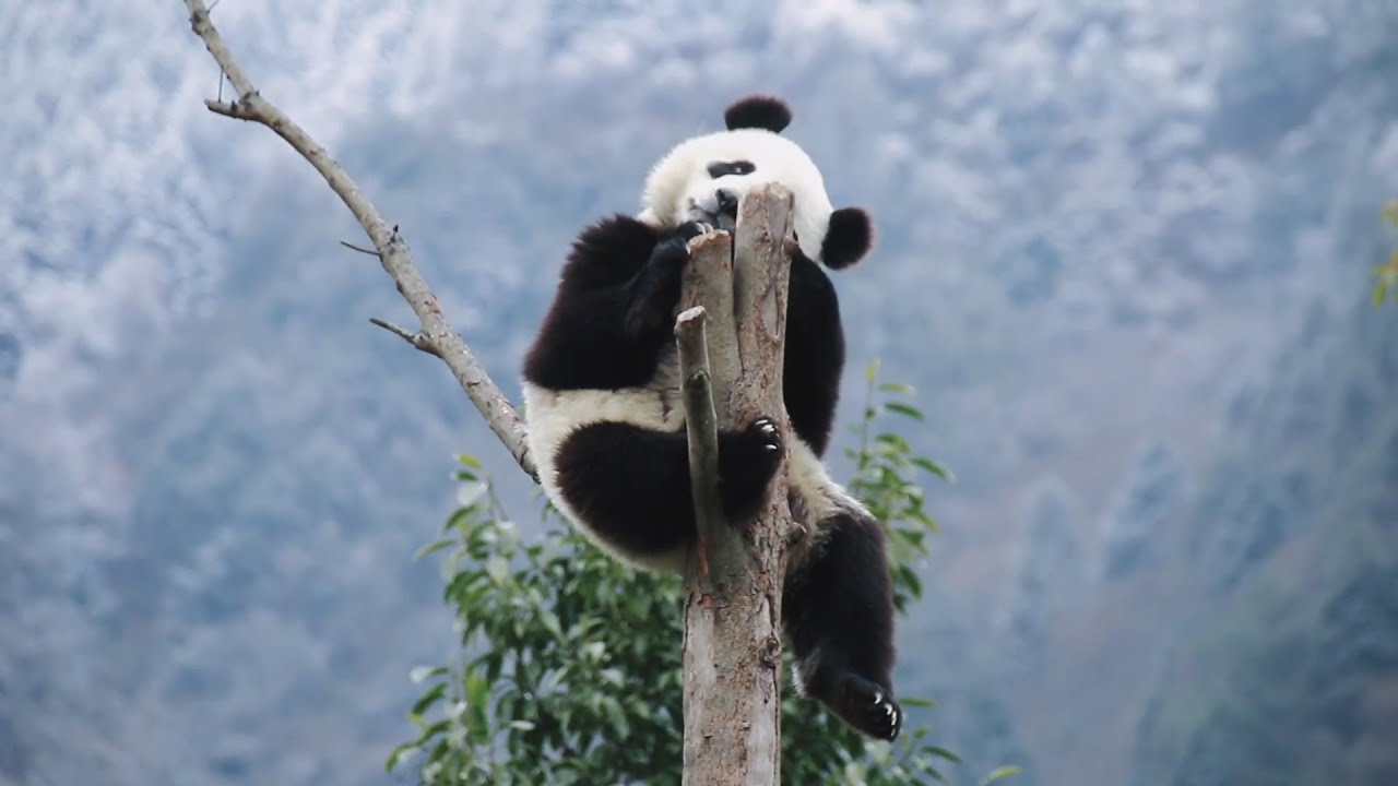 Wolong Panda Reserve - YouTube