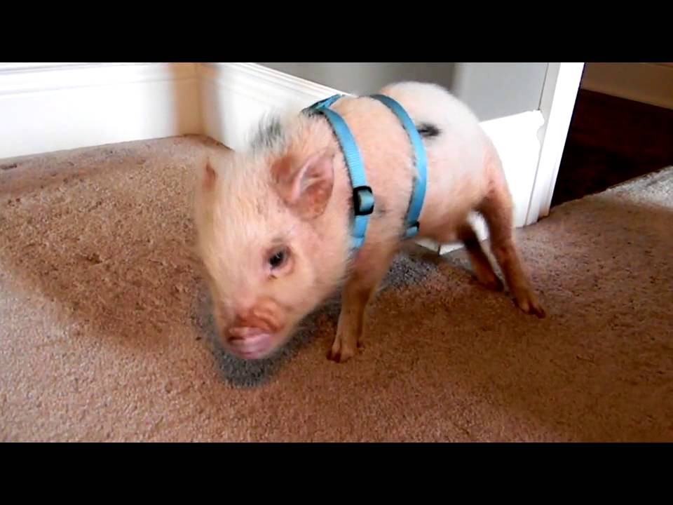 Cerdo miniatura "bailarín" adora rascarse - YouTube