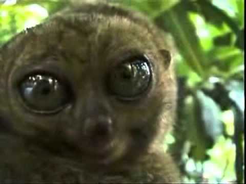 Minutes Of The Most Curious Animals - YouTube