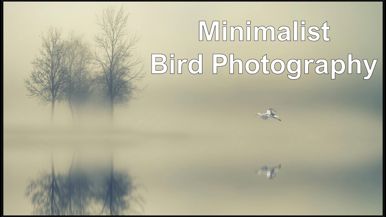 Minimalist Bird Photography Masterclass: Create Stunning, Simple Shots ...