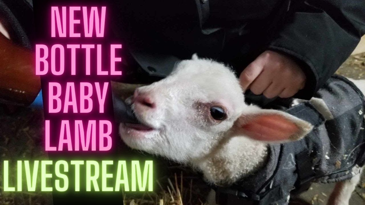 Livestreaming our baby lamb's very first night here! With bunny ...