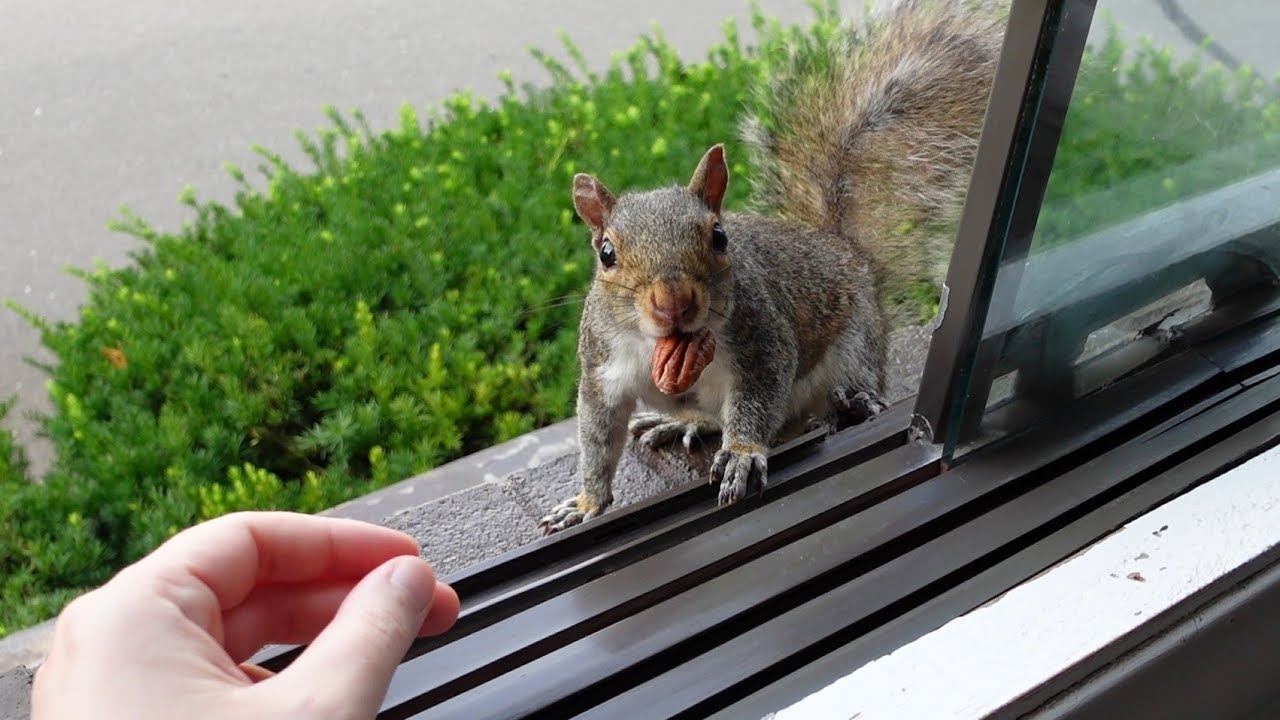 This squirrel quickly became my best friend - YouTube