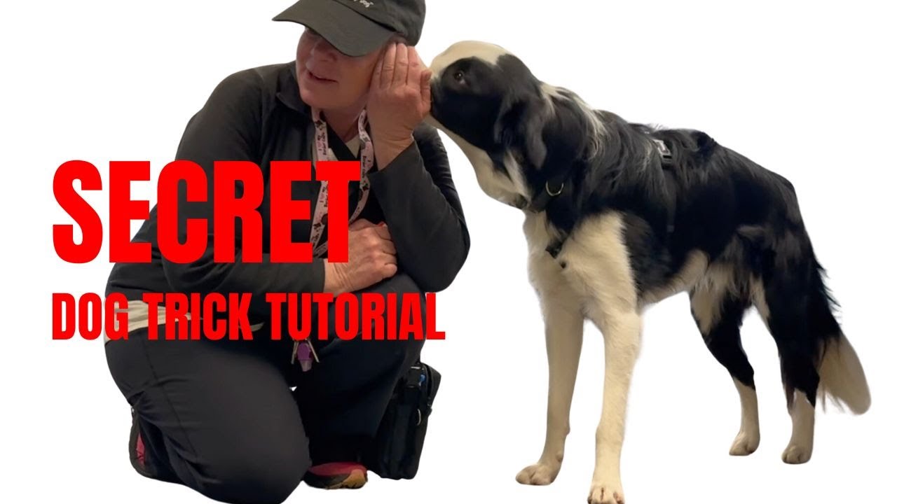 Secret: Dog Trick Tutorial - DMWYD - YouTube