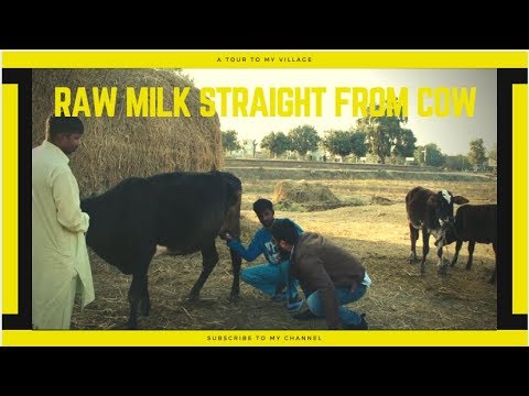 Tasted Raw Milk Straight from Cow - YouTube