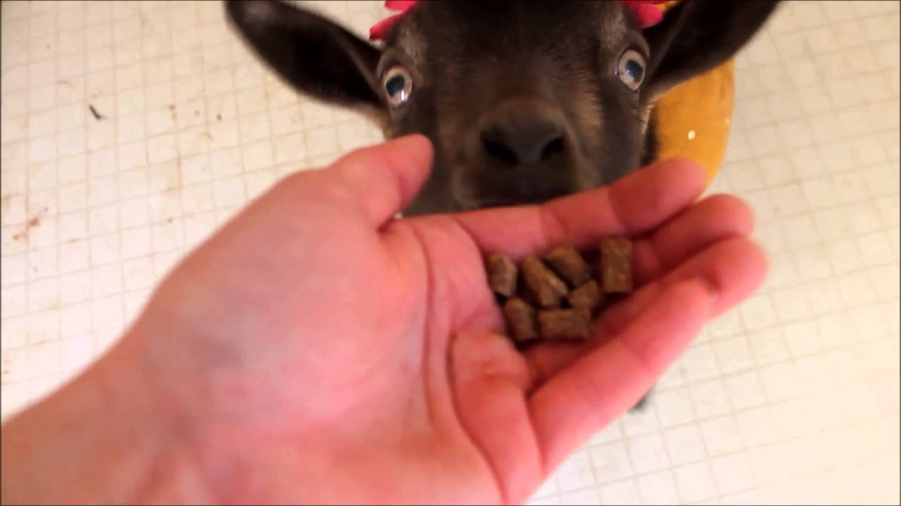 Goat in hot dog costume - YouTube