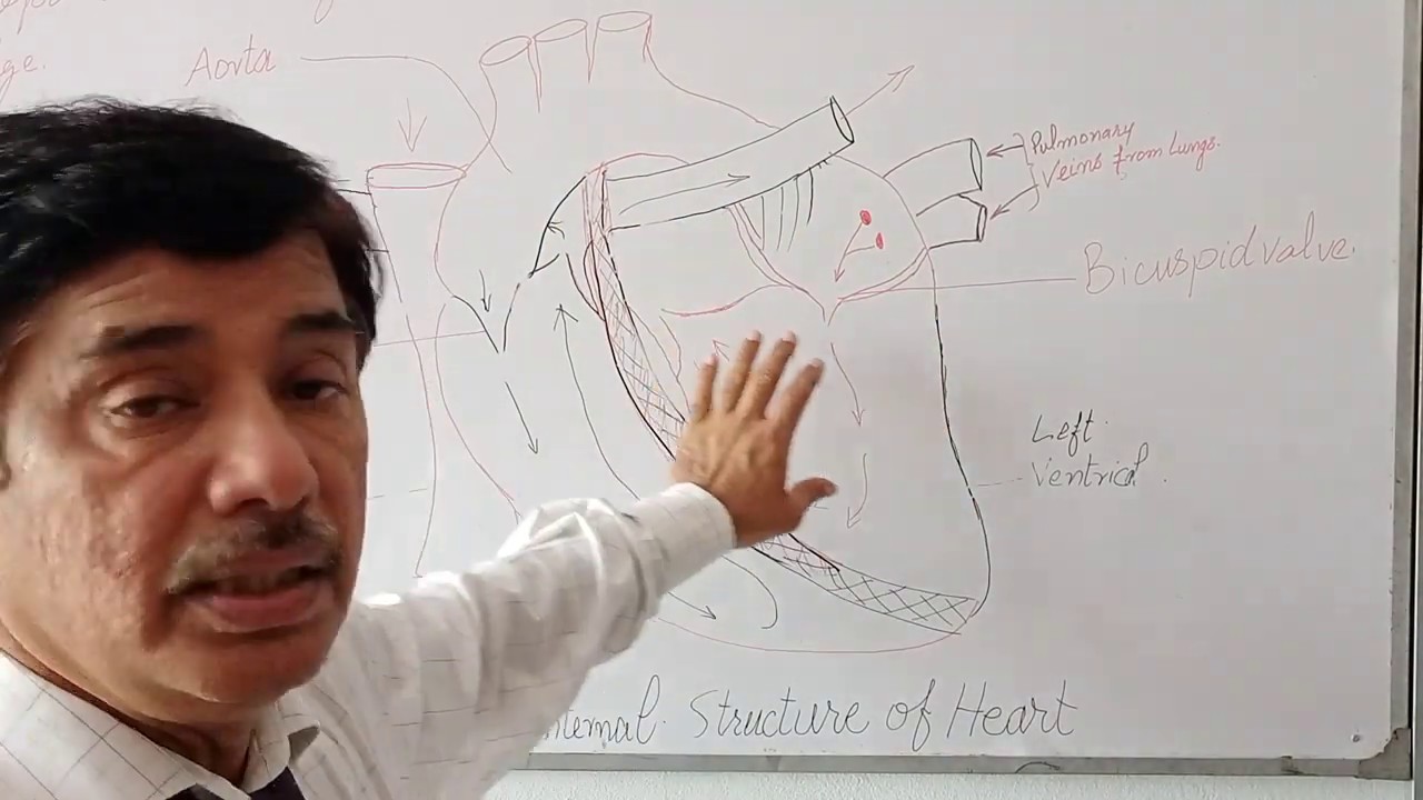 Class 9th Biology lecture #1 Topic: Structure of Heart - YouTube