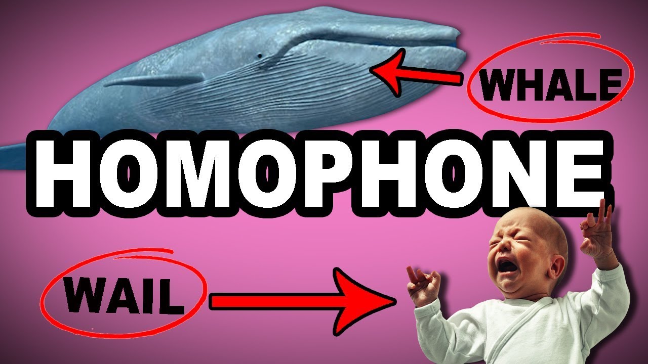 Learn English Words HOMOPHONE Meaning Vocabulary With Pictures learn-english-words-homophone-meaning-vocabulary-with-pictures