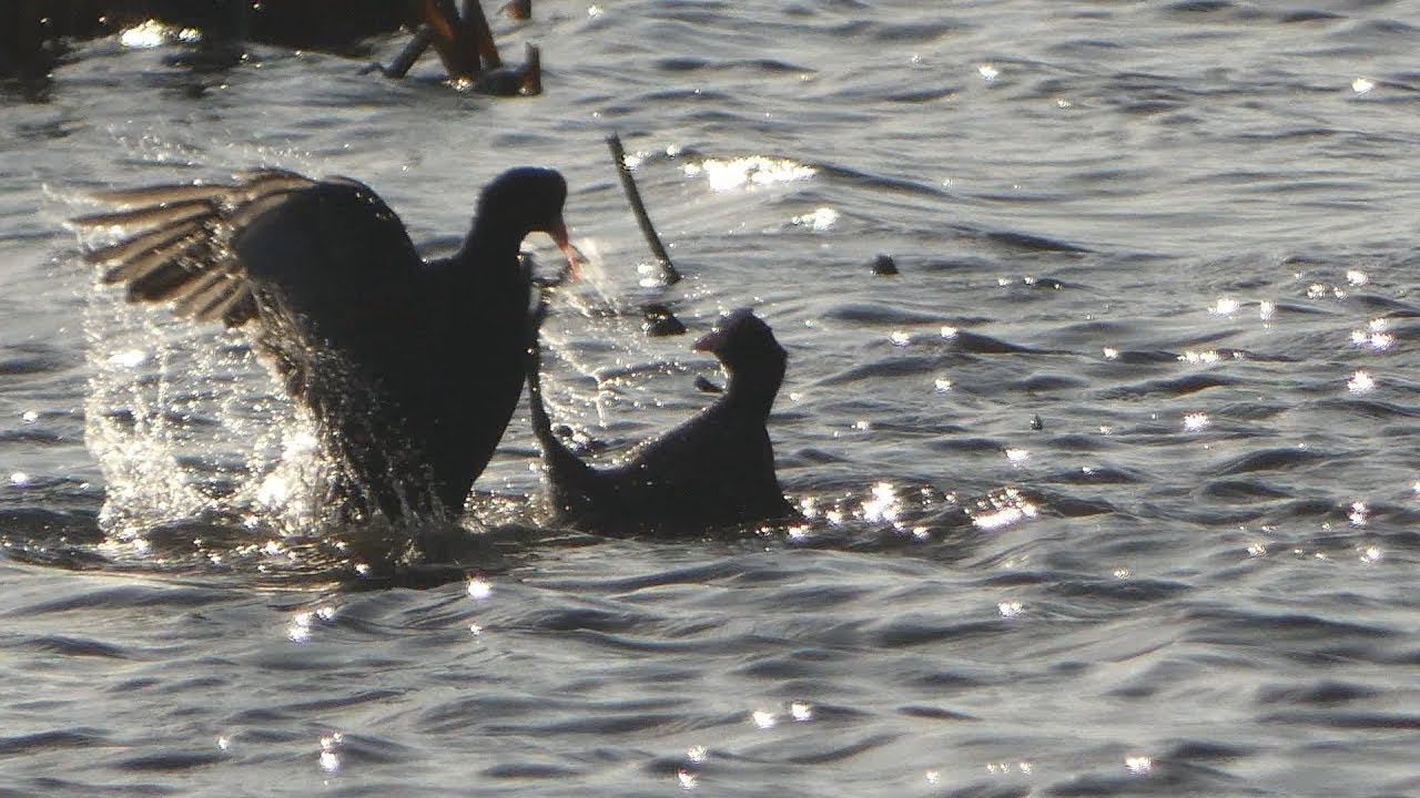 Almost Feels Like Spring: Rutland Water Egleton Reserve, 28th January ...