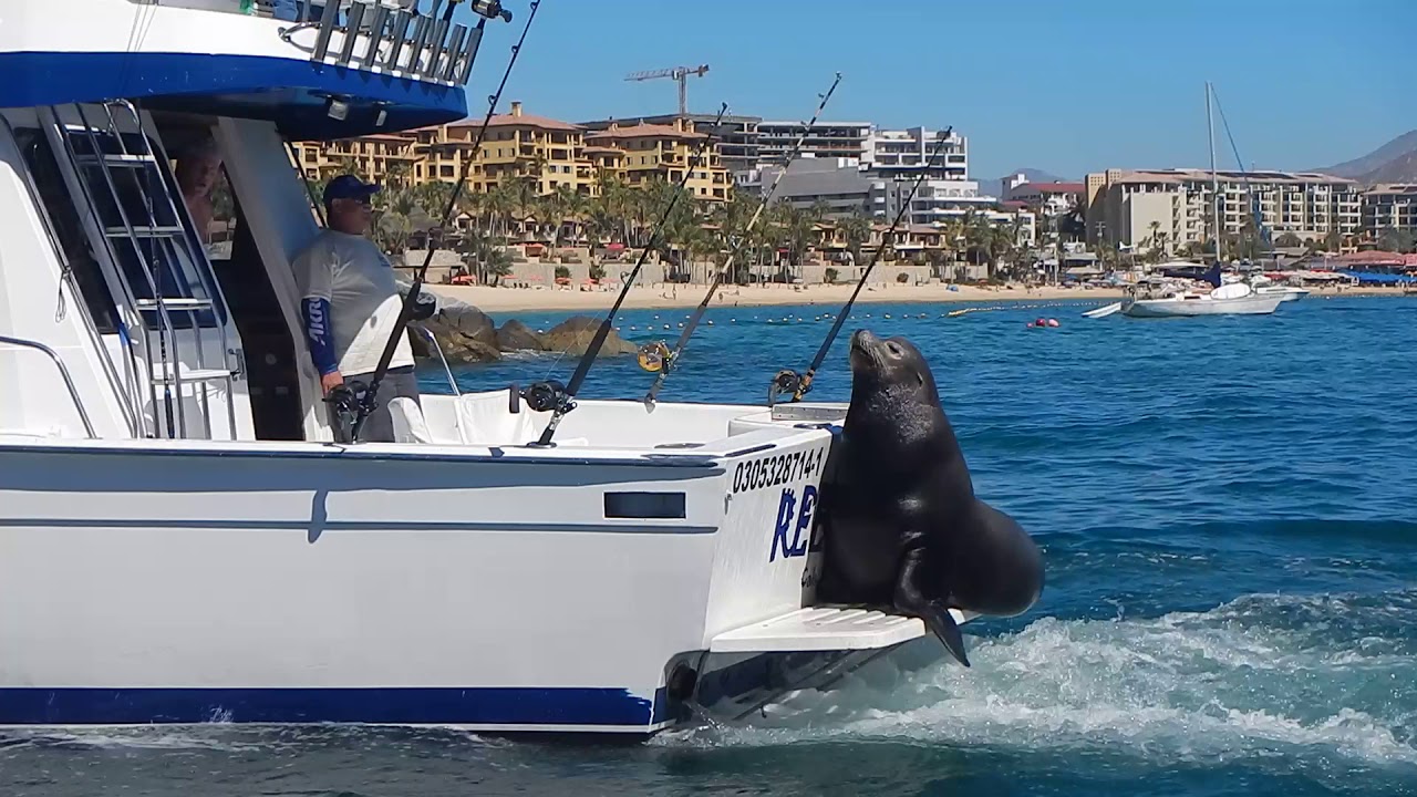 Pancho gets a snack in Cabo San Lucas - YouTube