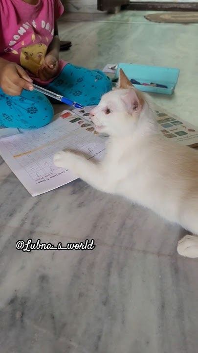 Its time to play with cat have fun with kitten study time - YouTube