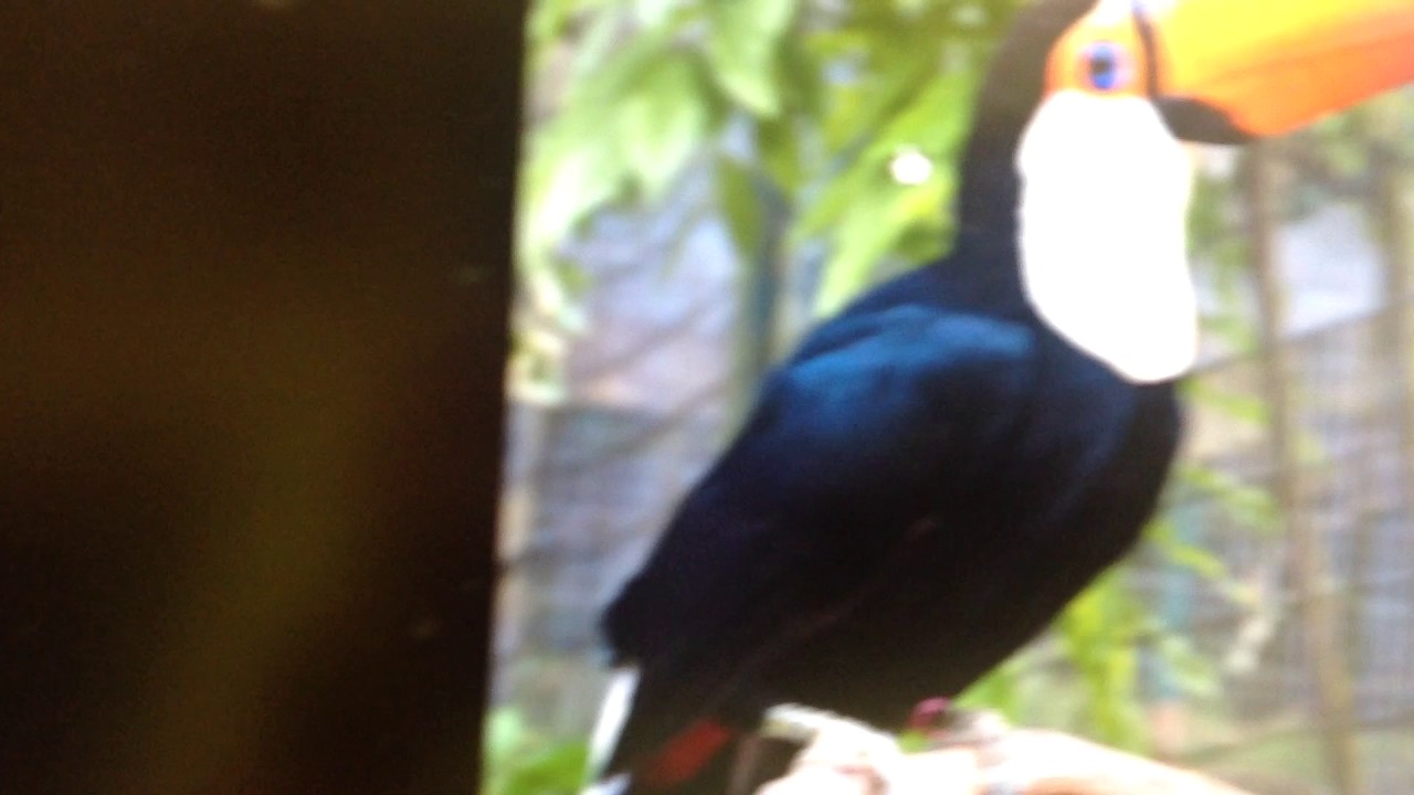 Finding marlin trailer 1 - YouTube