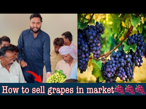 How to sell Grapes in market🍇 - YouTube