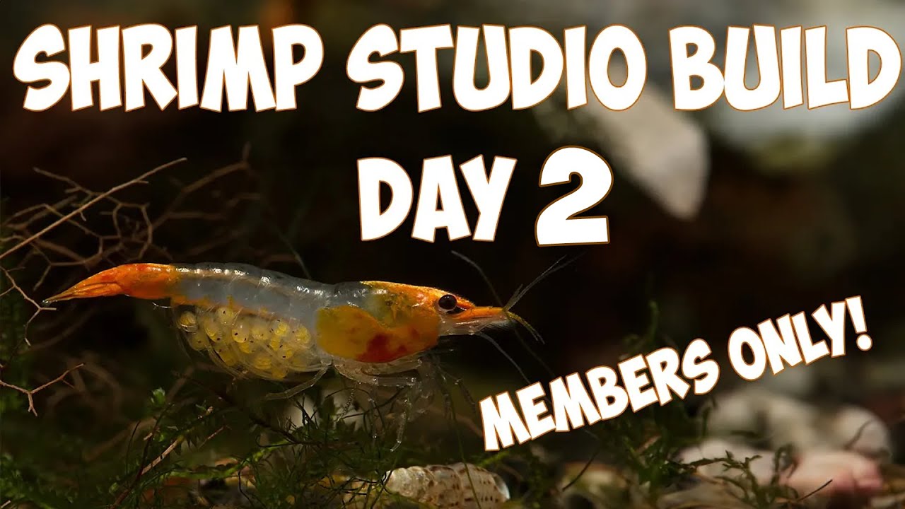 Shrimp Studio Update 2 - YouTube