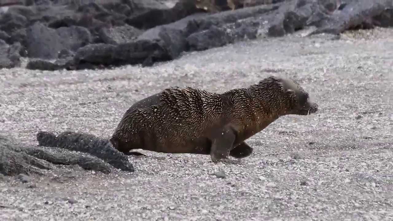 Young Galapagos sea lion running - YouTube