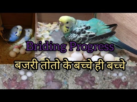 Bajri Parrot Briding Progress /बजरी तोतो को बच्चे - YouTube