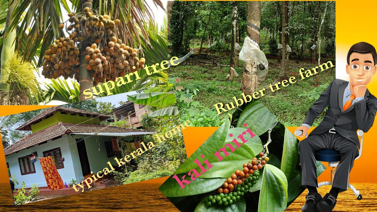 kerala village farming.... wandoor - YouTube