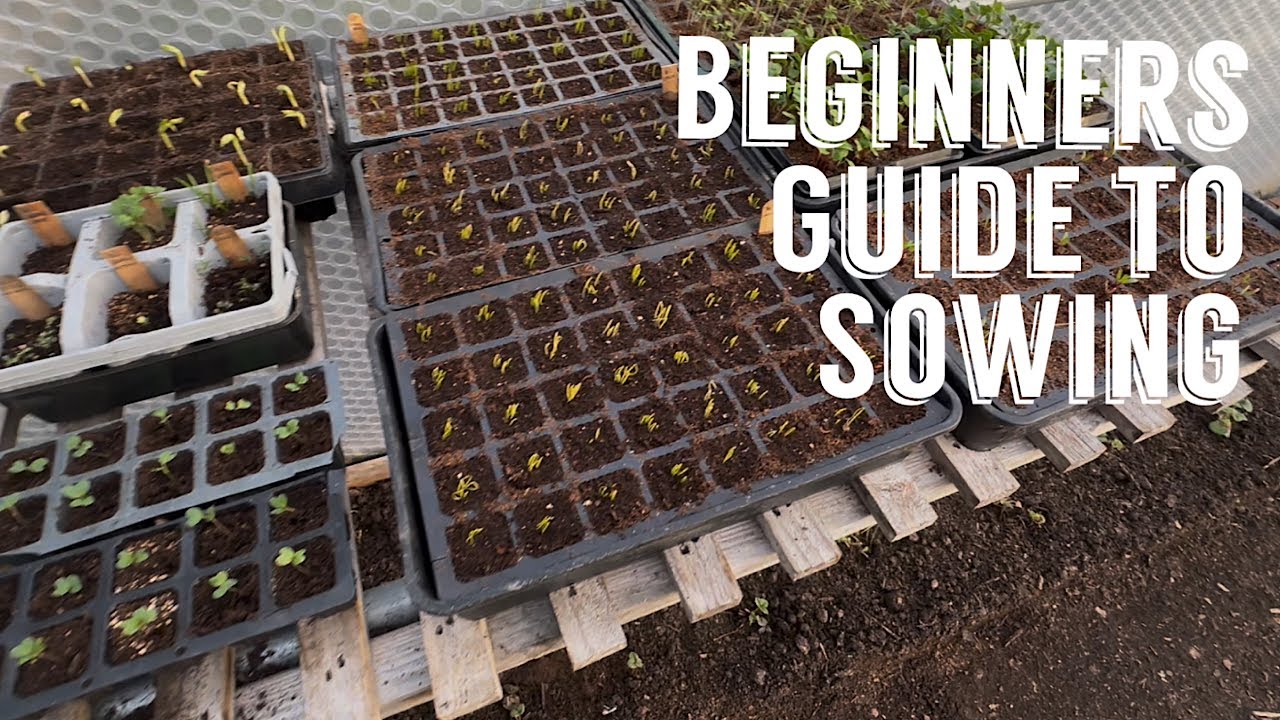 A BEGINNERS GUIDE TO SOWING SEEDS - YouTube
