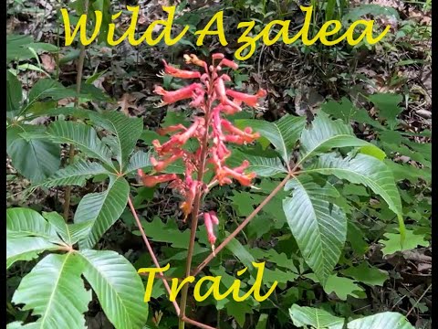 The Wild Azalea Trail - YouTube