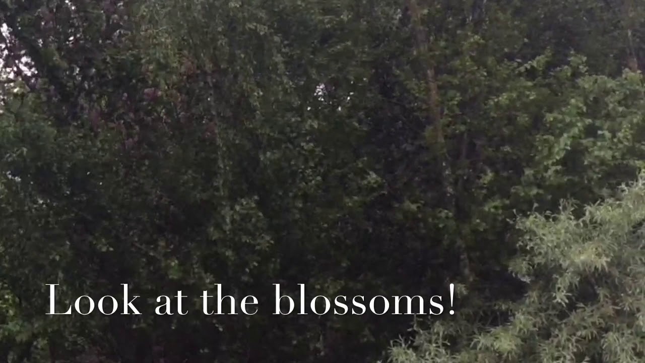 Fooshy News - It’s Raining Blossoms - YouTube