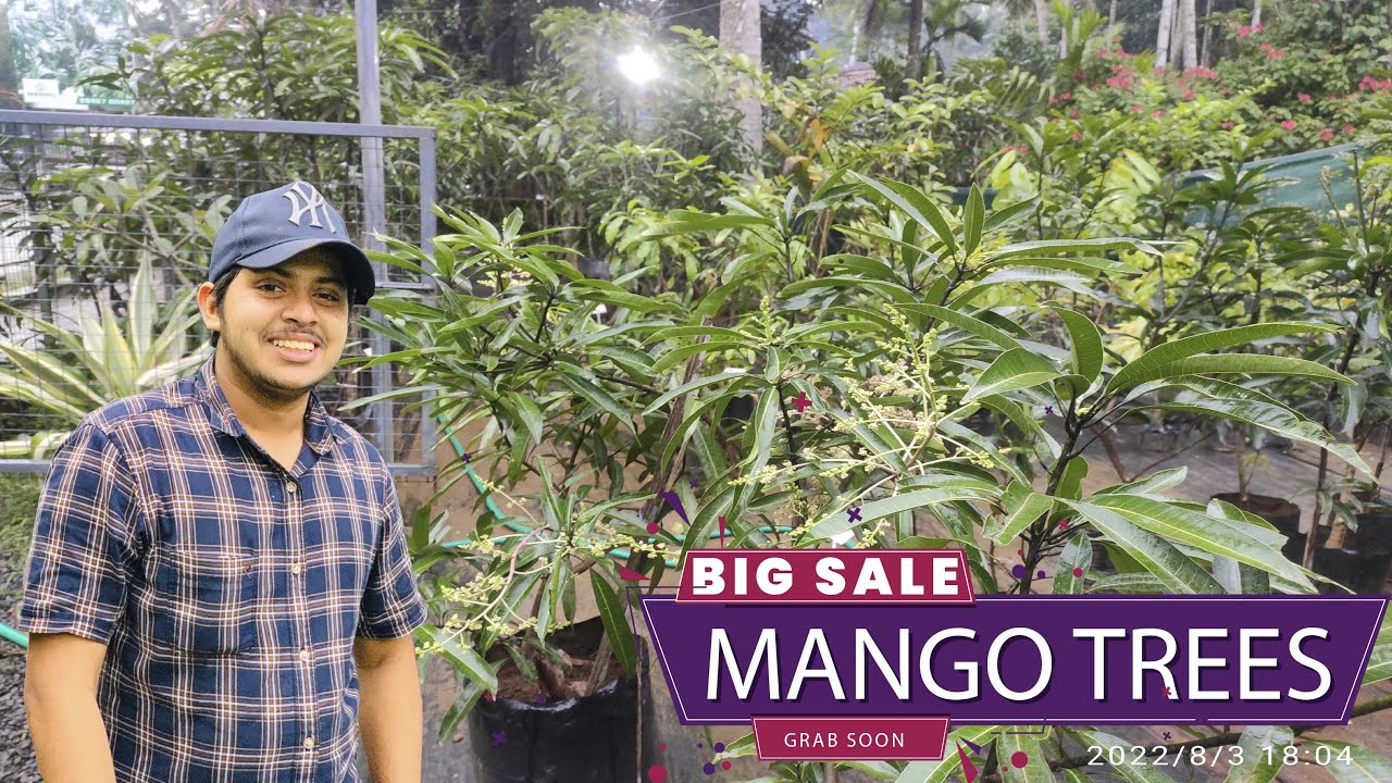 Big sale of kalapadi mango trees @mannilplantsandpots5245 kolmanna ...