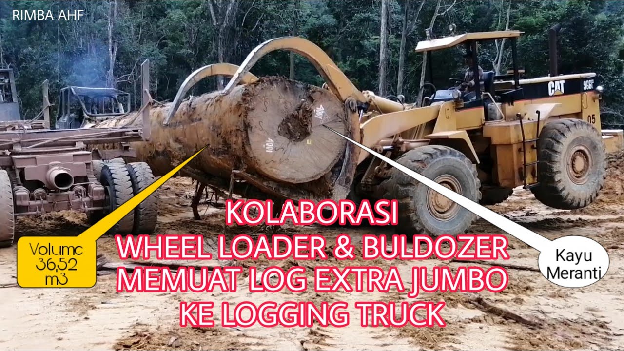 Kerja Berat Wheel Loader & Buldozer memuat log extra jumbo ke Logging ...
