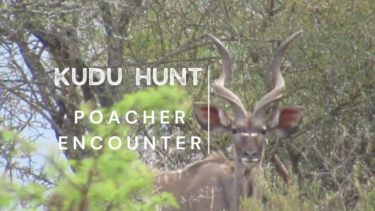 Kudu Hunt - Poacher Encounter - YouTube