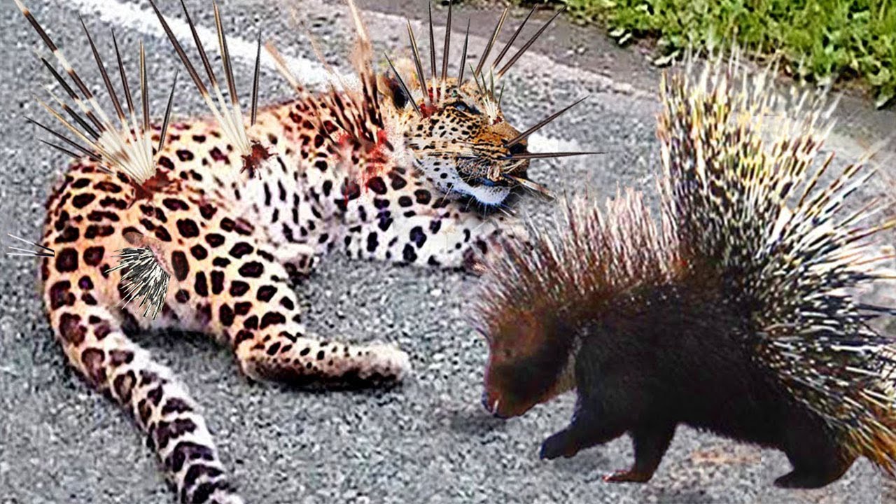 Hedgehogs Too Dangerous! Leopard Dies Miserably When Tries To Attack A ...