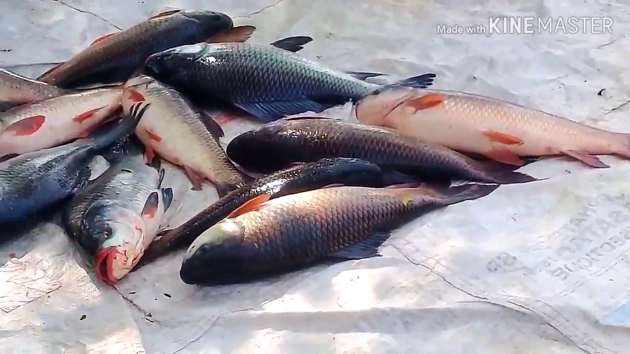 #Hyderabad fishing# snakehead fish# catching. - YouTube