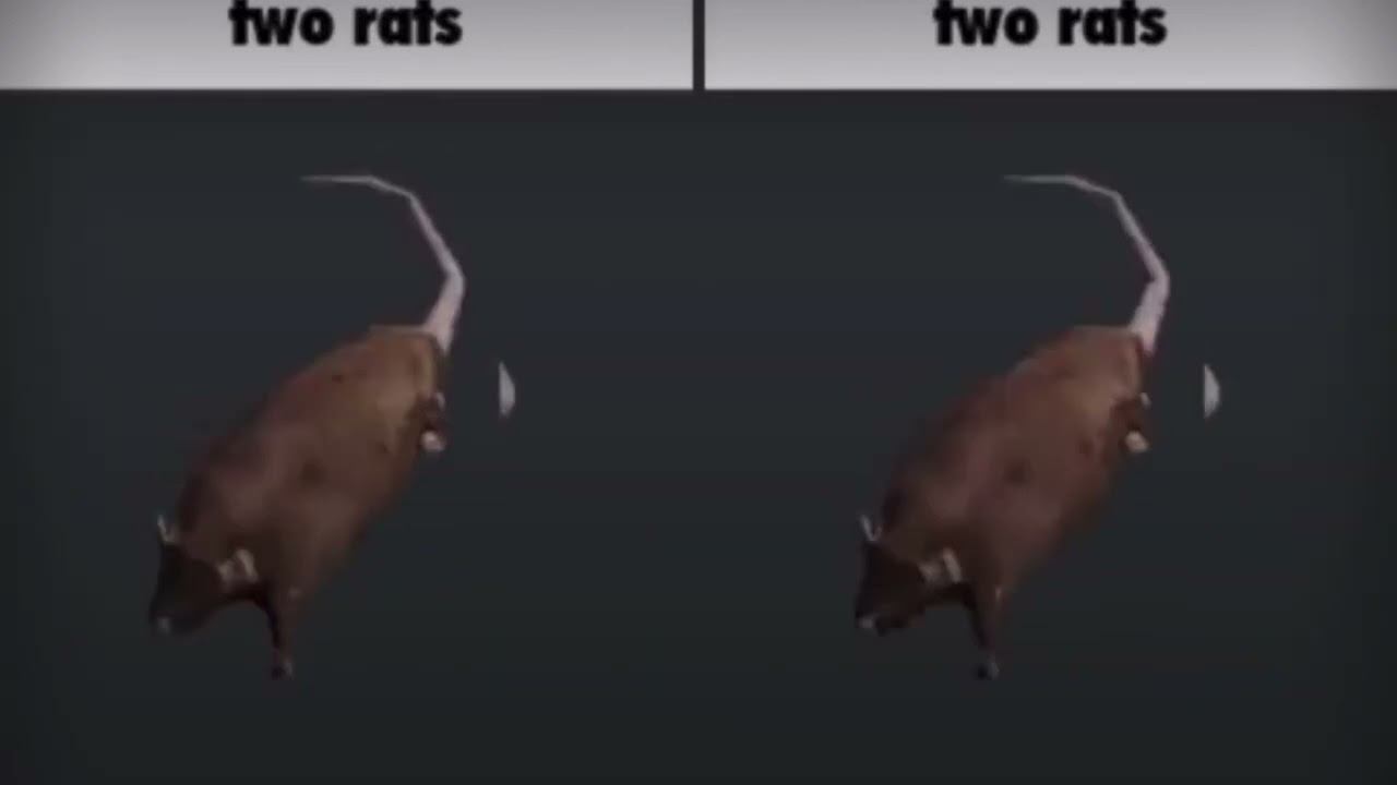 Two rats rotate while free bird by Lynyrd Skynyrd plays in the ...