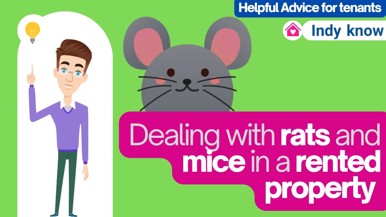 How to deal with mice and rats in a rented property - YouTube