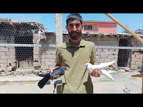 onur yıldız kardeşin göy yarışını çektik