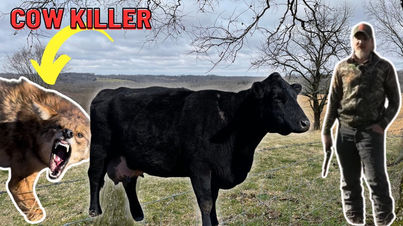 Hunting Down the Cow Killers!! Predator Trapping Adventure Ep.13 - YouTube