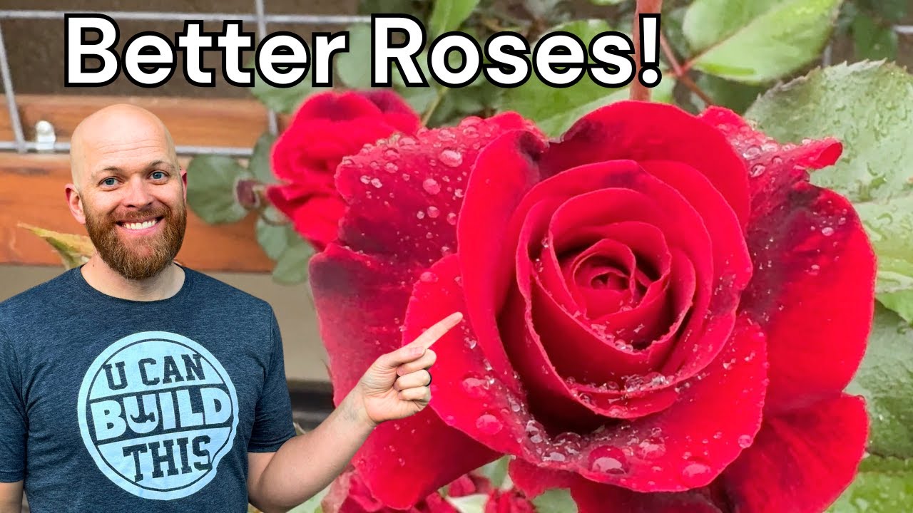 How to Get the Best Roses | 3-Steps Productive Garden Habits - YouTube