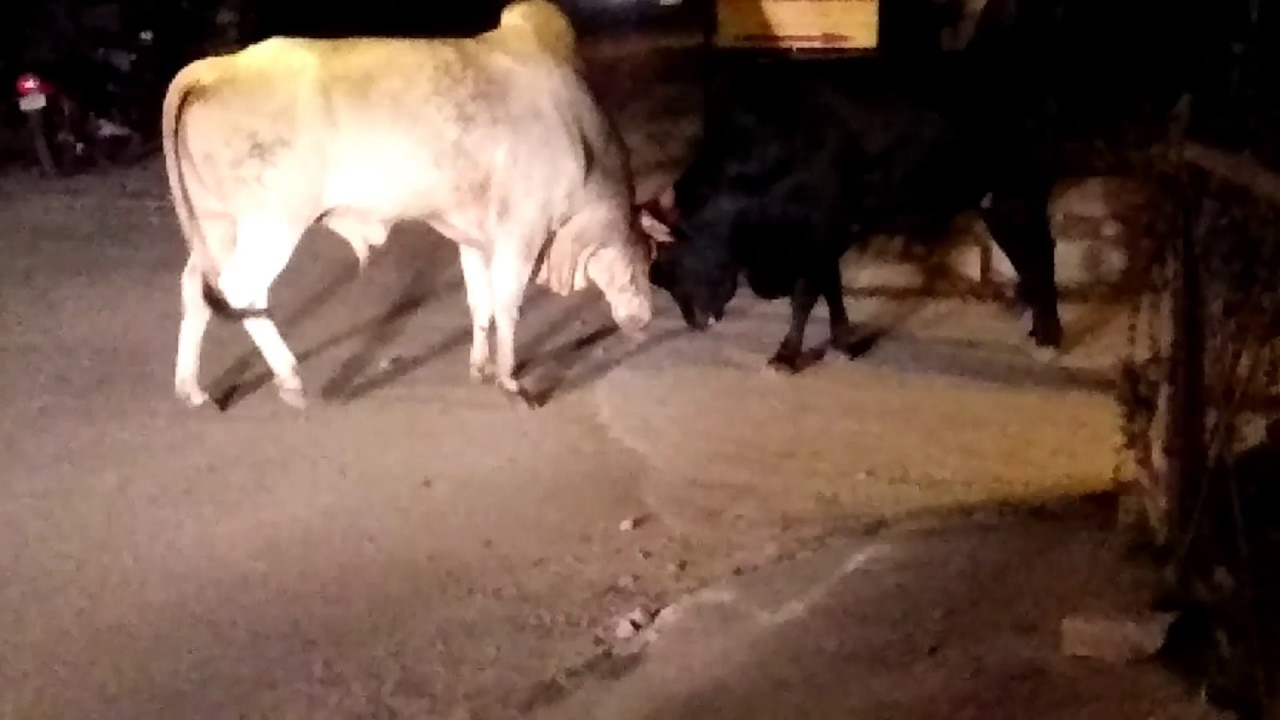 Big bulls fighting in street - YouTube