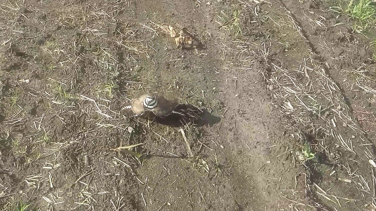 Killdeer Protecting Her Nest - YouTube