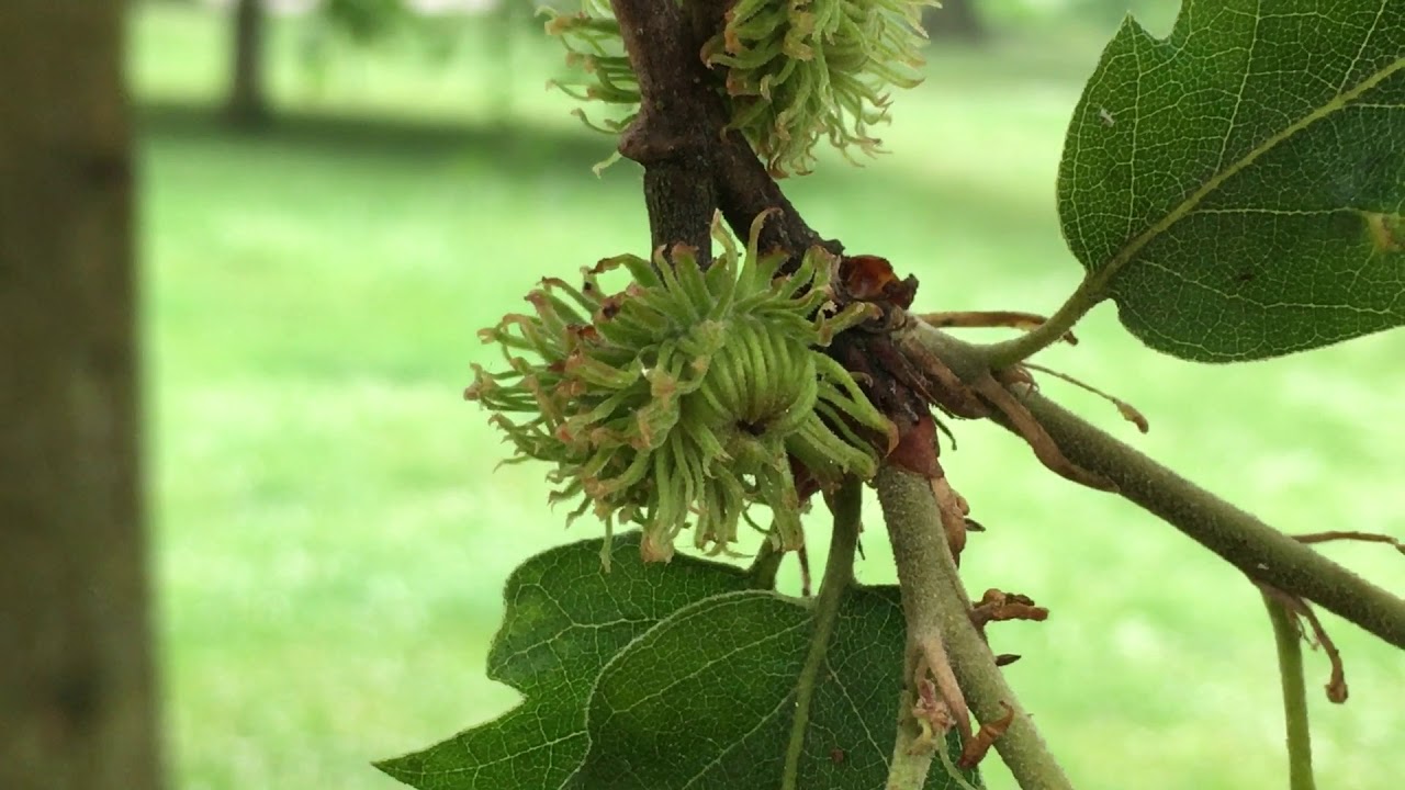 Turkey Oak (Quercus cerris) -young acorns close up - May 2018 - YouTube