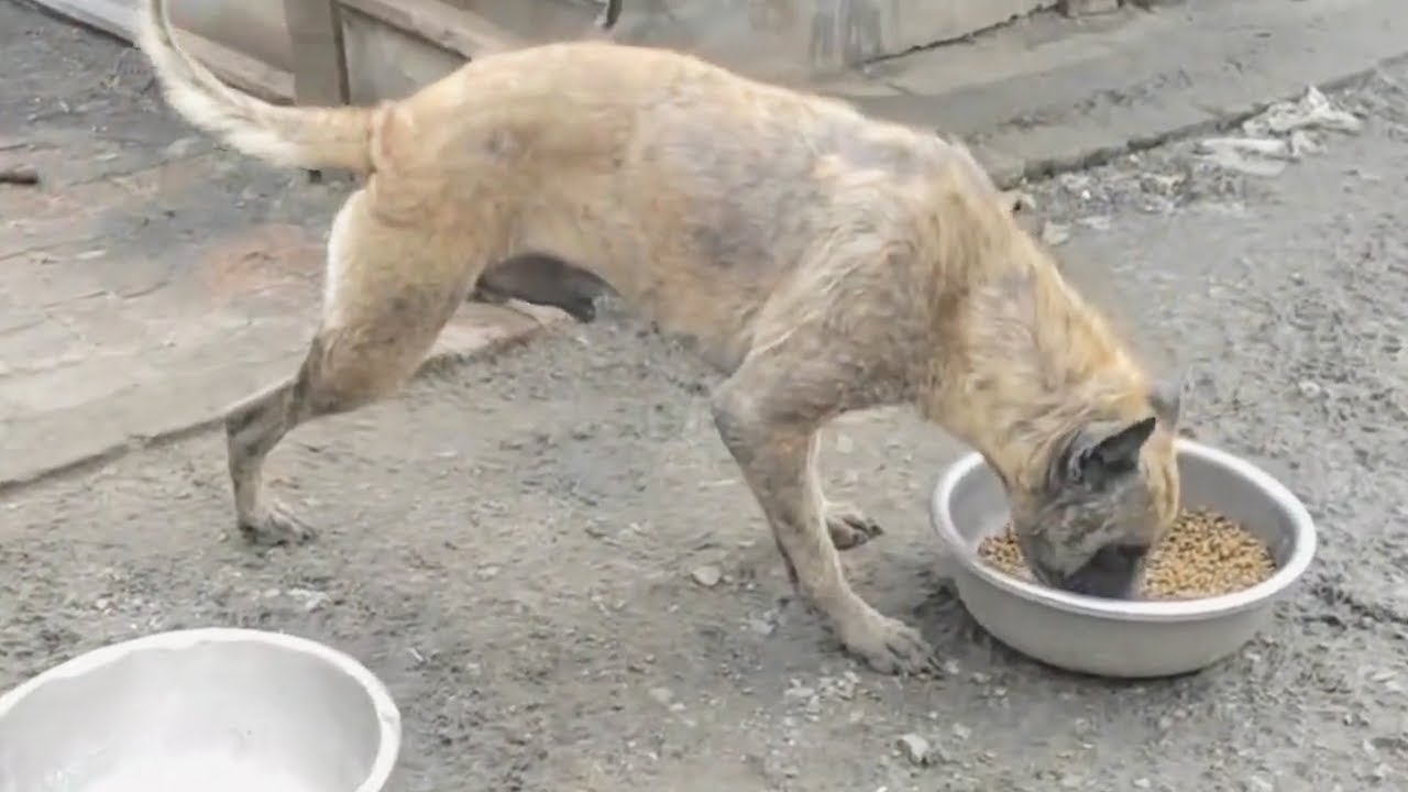 4000 dogs enjoying a decent meal thanks to a truckload of dog food from ...