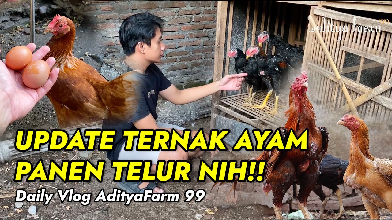 UPDATE TERNAKAN AYAM BANGKOK DI ADITYA FARM 99 - YouTube