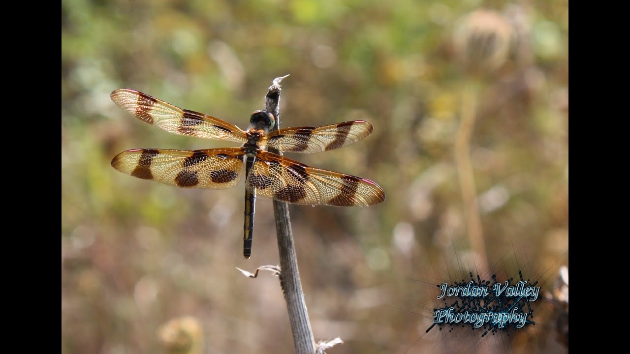 20 + Yrs of Butterflies, Dragonflies, & Bugs from all over middle ...