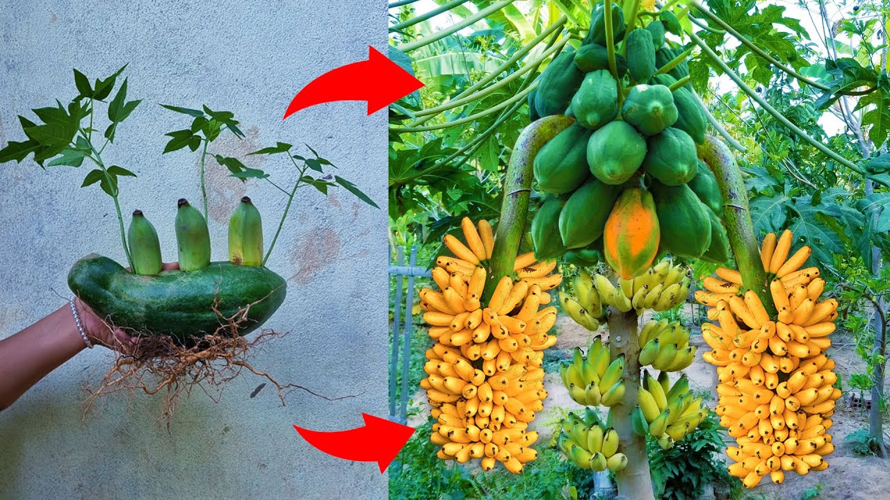 Papaya with Banana : How i Grafting Papaya with Banana produces the ...