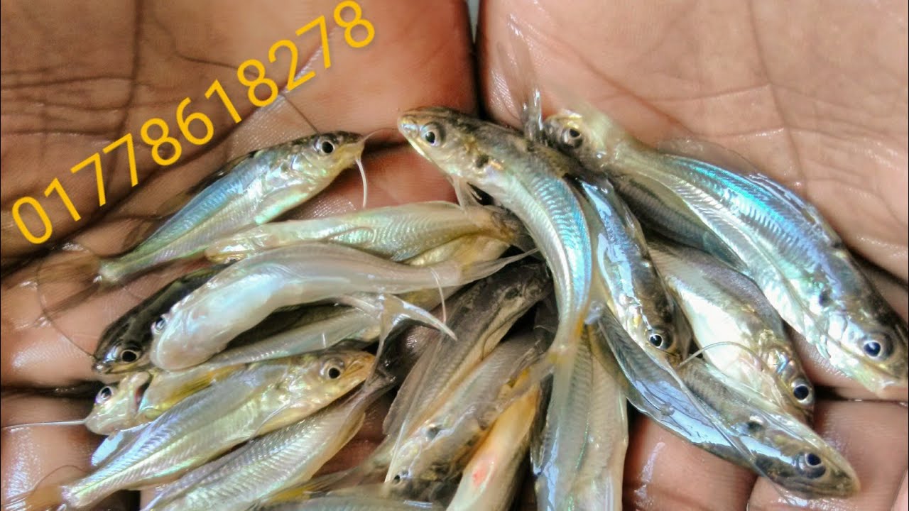Gulsha fish farming | | গুলশা মাছের চাষ ও খাবার ব্যবস্থাপনা - YouTube